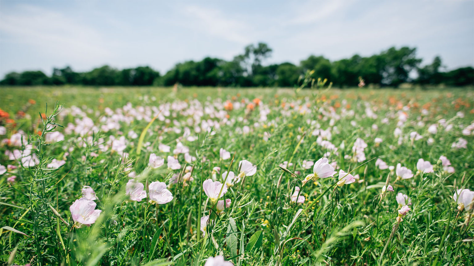 Studio » Stem and Light